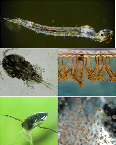 Mixed micro fauna / zoo plankton | Wildlife Pond
