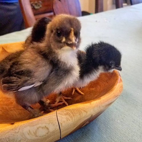 Heavy Bloom Chicks | My Site