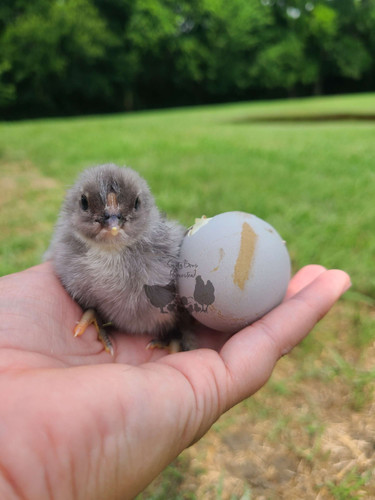 Heavy Bloom Chicks | SpitzBros Homestead