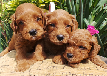 Australian Labradoodle Puppies Ready now