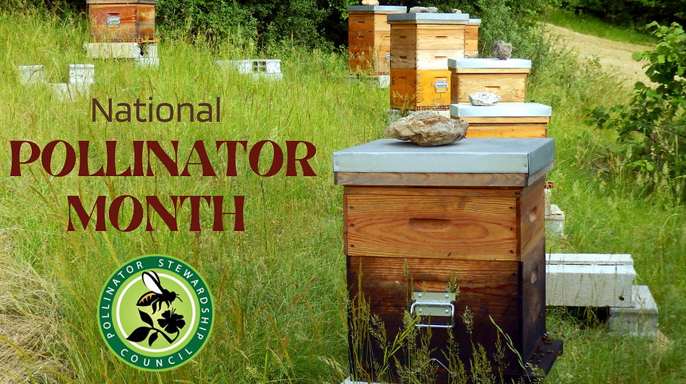 It's National Pollinator Month