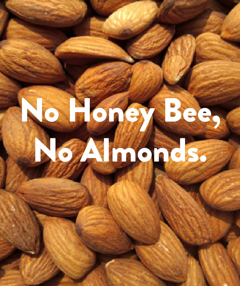 California Almond Pollination Season is Here