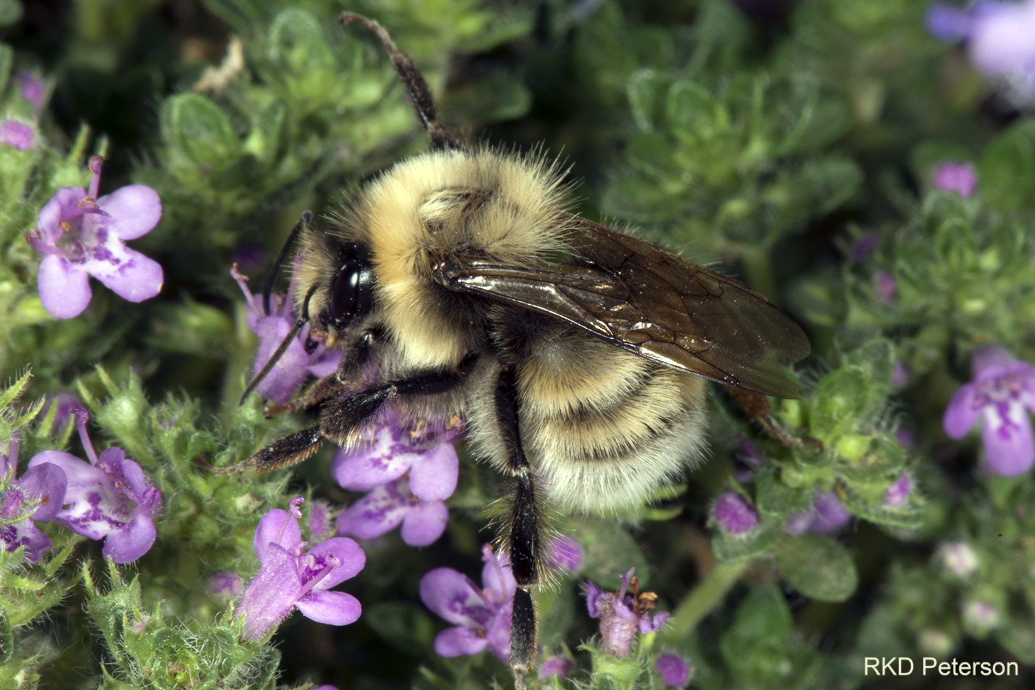 Study Predicts Western Bumble Bee Population Decline In All Ecoregions ...