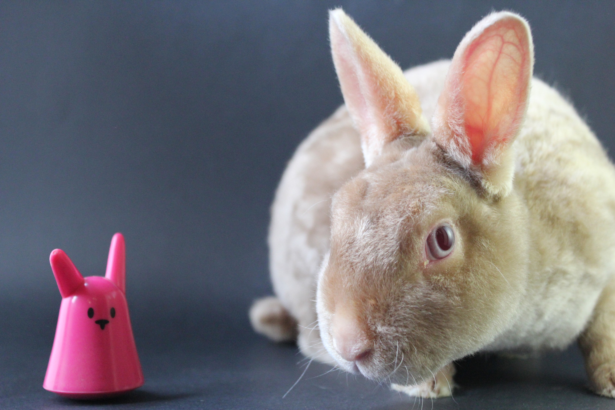 Elevage de lapins nains en Seine et Marne