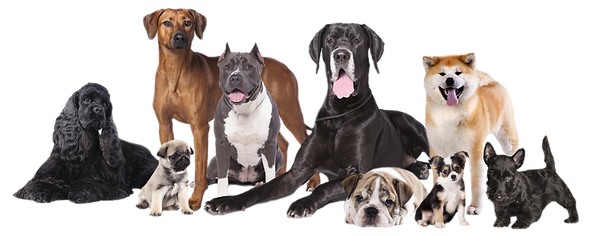 hellopuppy | contact details | puppy and dog training