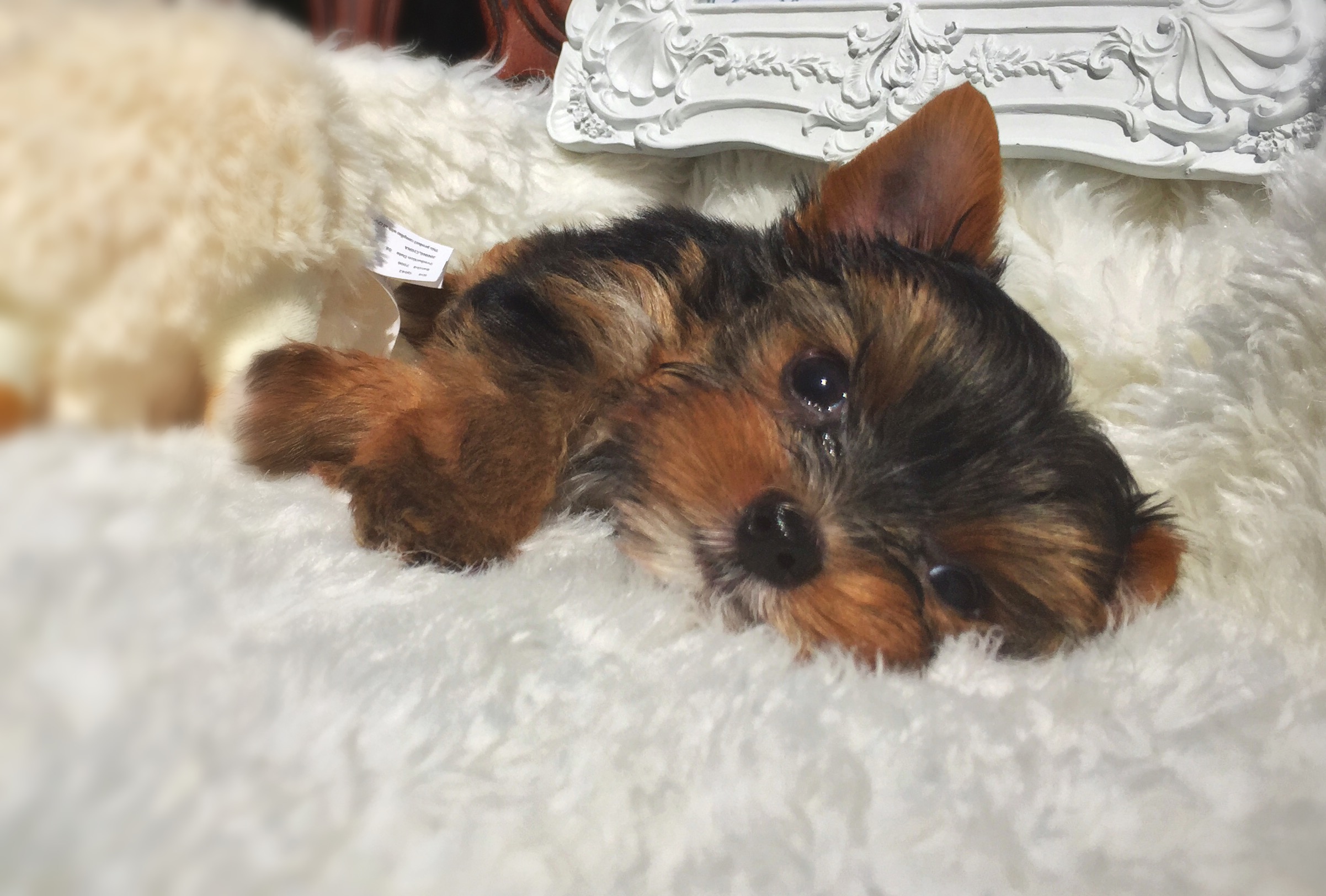 ChantaillyLace Yorkshire Terrier, Yorkies for sale
