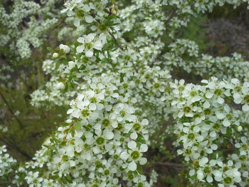 10000 Leptospermum Polygalifolium Cismontanum Australian Manuka Honey Seeds