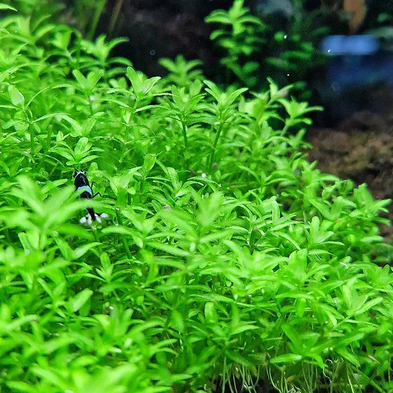Micranthemum Micranthemoides