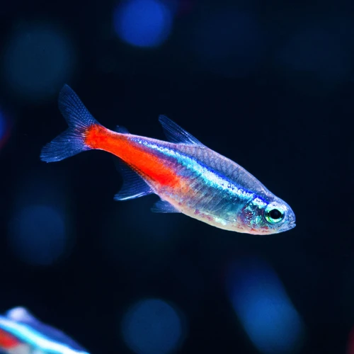 Neon tetra | 1-2cms | Single | Veda Aquarium