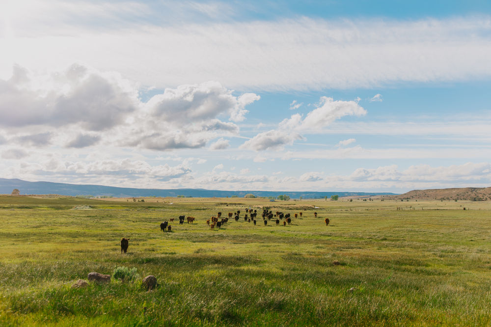 California Livestock Grazing
