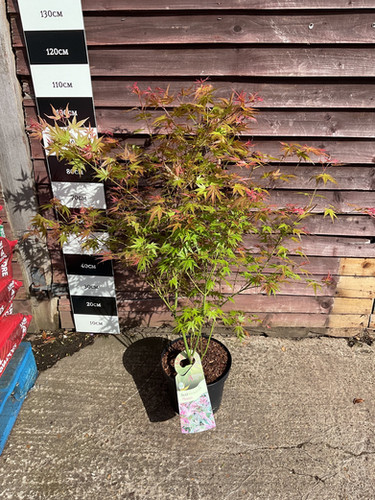 Acer Phoenix | Little Lodge GC