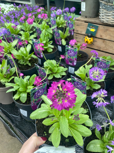 Primula (Blue Selection) | Little Lodge GC