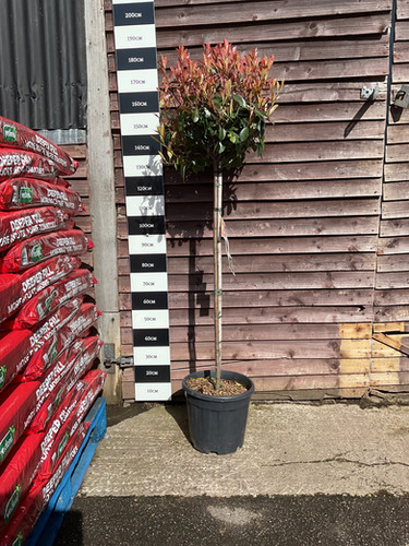 Red Robin Standard 5.9ft | Little Lodge GC