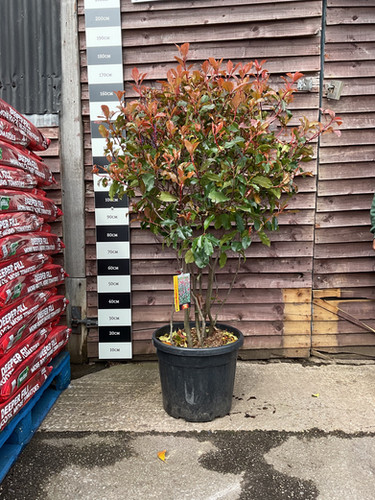 Standard twisted Red Robin | Little Lodge GC