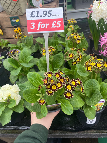 Primula (Gold Laced Group) | Little Lodge GC