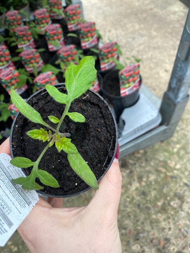 Tomato - Sweet Aperitif | Little Lodge GC