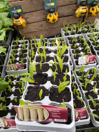 Sweetcorn - Minipop | Little Lodge GC