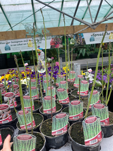 Asparagus - Connovers Colossal | Little Lodge GC