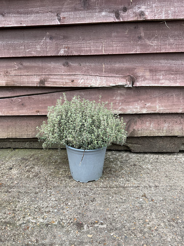 Thymus ‘Silver Queen’ (Lemon Thyme) | Little Lodge GC