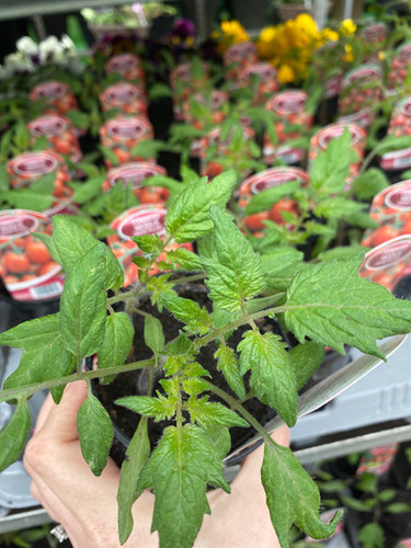 Tomato - Modus Mini Plum | Little Lodge GC