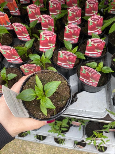 Pepper - Bell Boy Red | Little Lodge GC