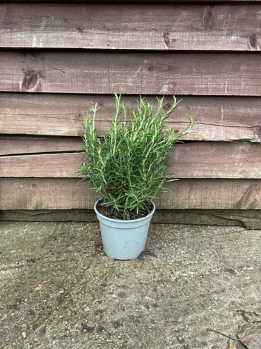 Rosmarinus Officinalis ‘Albus Blue’ (Rosemary) | Little Lodge GC