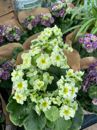 English Primrose | Little Lodge GC