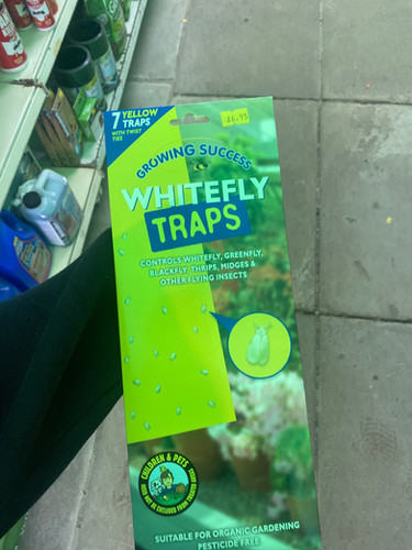 White Fly Trap | Little Lodge GC