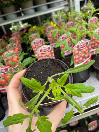 Tomato - Red Alert | Little Lodge GC