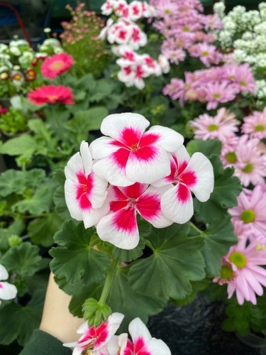 Geranium | Little Lodge GC