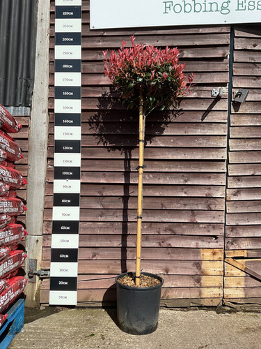 Red Robin 6ft Standard | Little Lodge GC