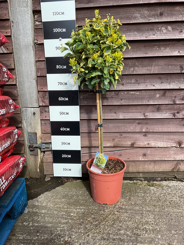 Euonymus Japonicus standard | Little Lodge GC