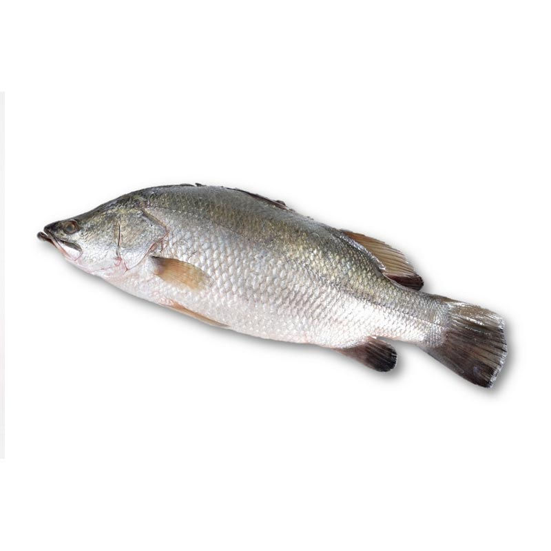 Siam Frozen | 業務用冷凍シーフード