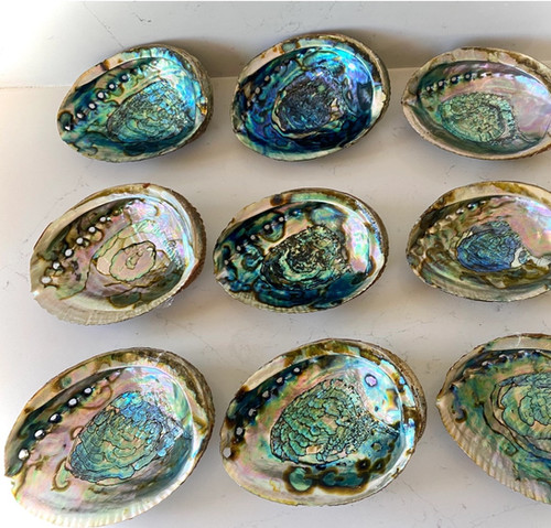 Abalone Shells-Large | Hazel & Bee Organics