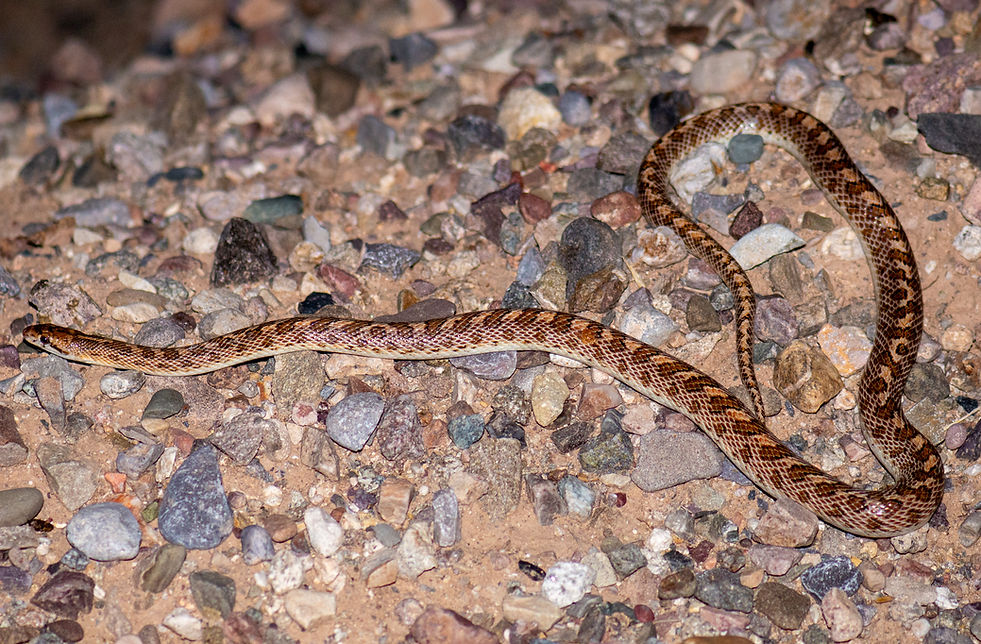 Arizona Glossy Snake | Reptile Redirect