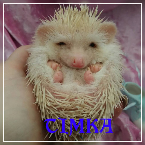 TIMKA MALE | foreverhedgehugs