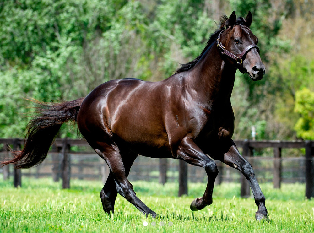 Any 5 generations pedigree contains 16 stallions and this post helps ...