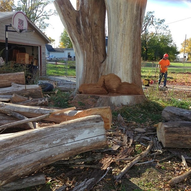 Tree & Stump Removal Des Moines Xtreme Tree