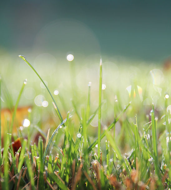 Professional Tree Services Des Moines Xtreme Tree Inc