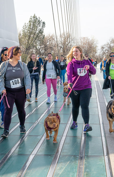 dog running groups