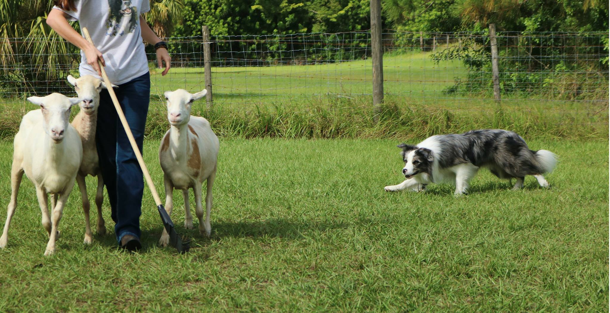 The history of the border collie