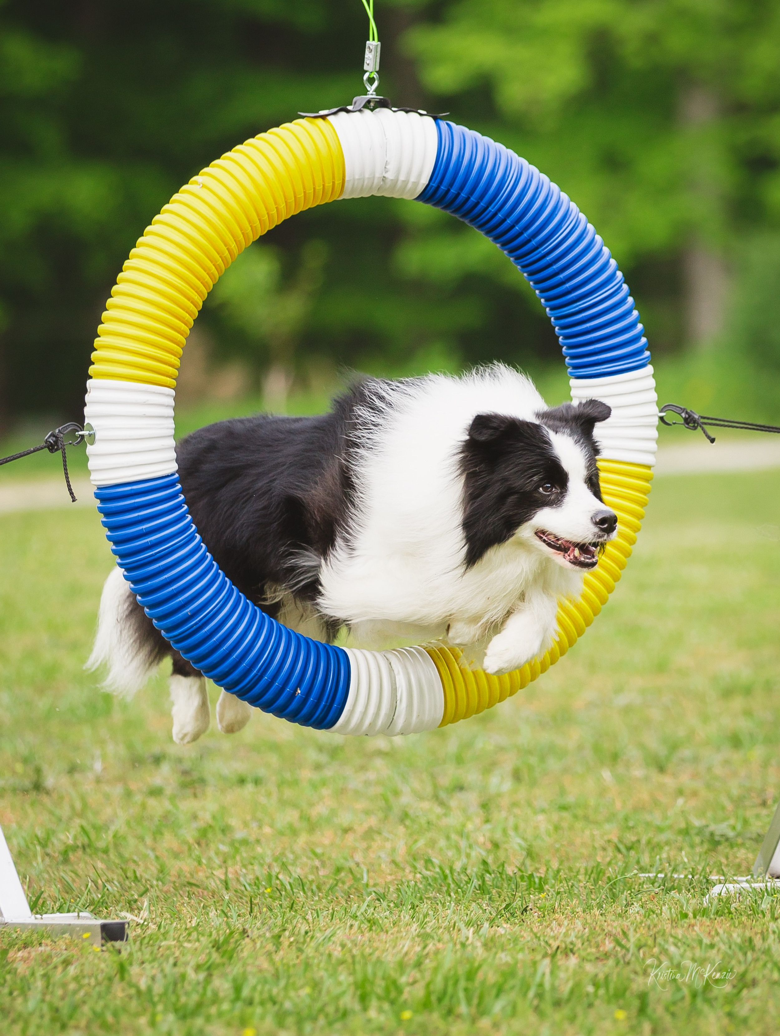 Beginner Agility | All Access Dogs