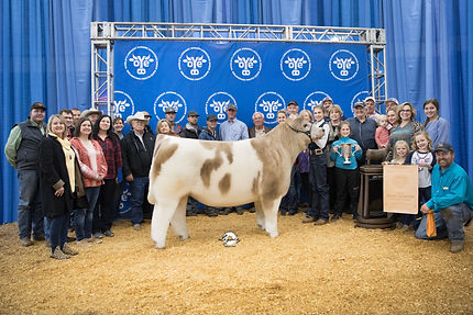 HOME | Collins Cattle Inc.