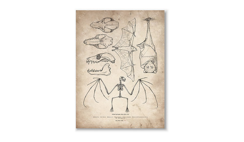 Flying Fox Skeleton Art Print | KILL ONLY TIME