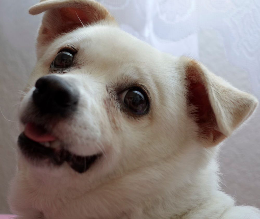 Canines Teach Compassion