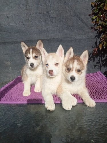 Husky Siberiano Sable | RK Puppies Criadero Canino Colombia