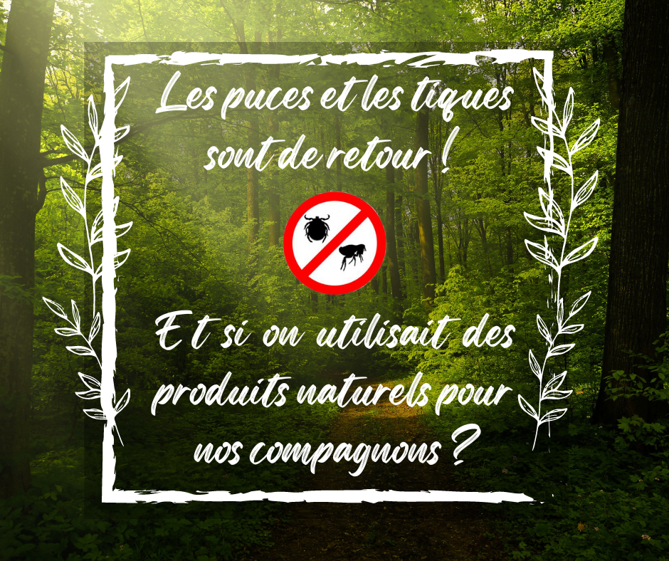 Prévention des parasites externes au naturel