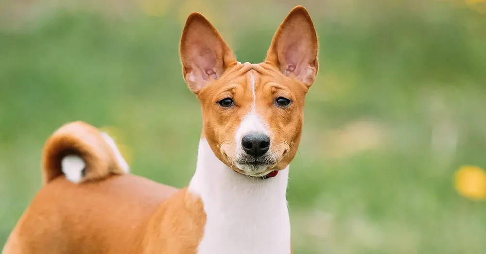 What's the world's oldest dog breed?