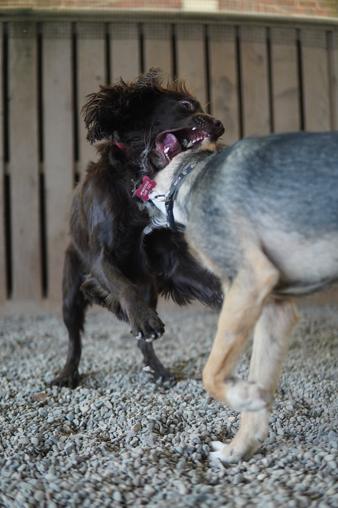 two dogs playing rough