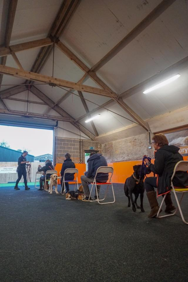 K9 Anytime Dog Training School